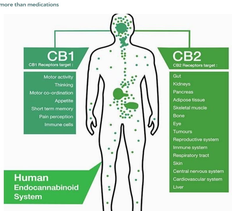 Intro to the Endocannabinoid System - A High Class Joint